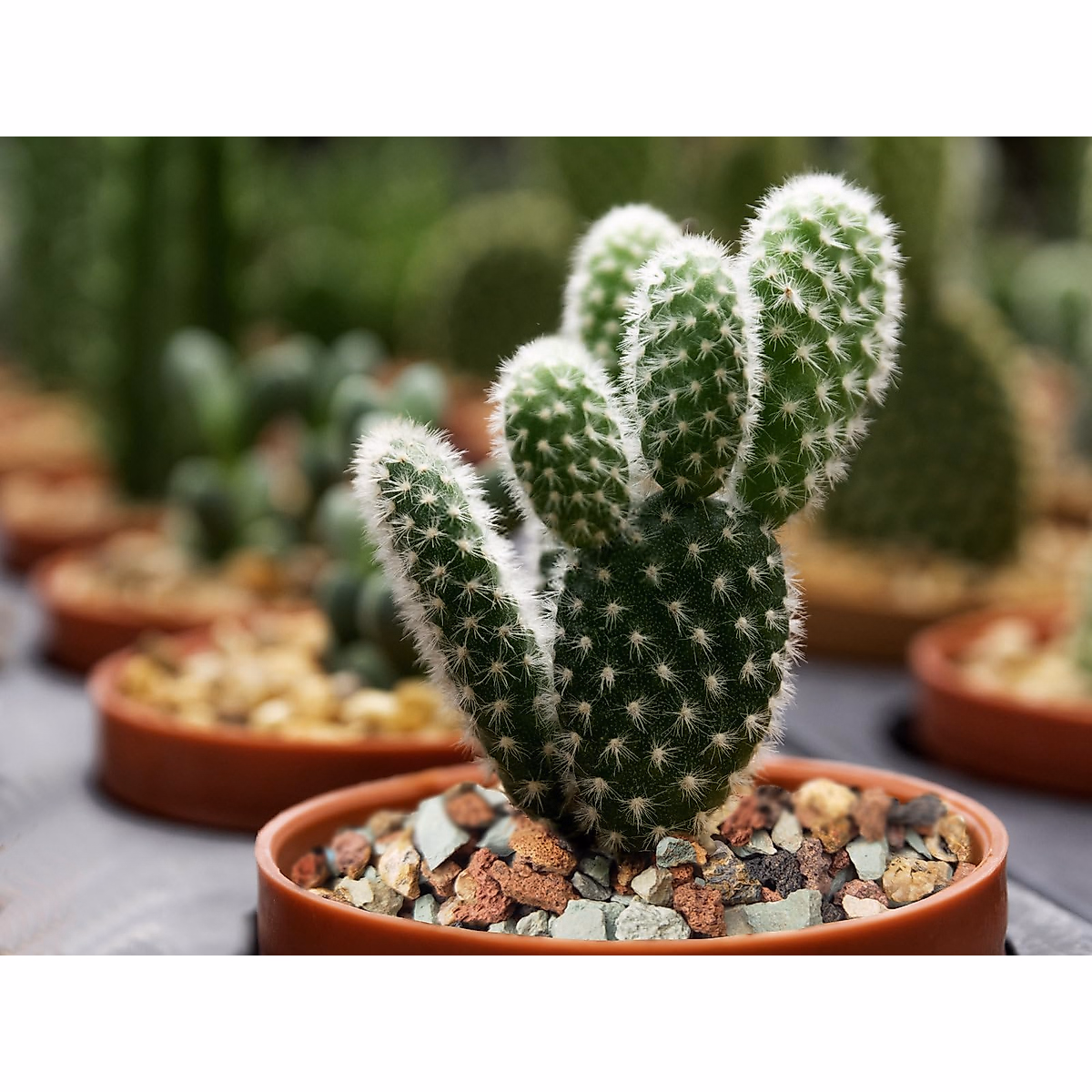 Boniosz 5lb Bonsai Succulent and Cactus Soil Gritty Mix Rocks Gravel for Terrarium Top Dressing Decorative Pebbles Potting Soil Amendment for Pots Indoor Plants, Fast Drainage, Neutralize Soil PH