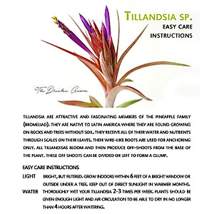 TDG The Drunken Gnome Tillandsia Air Plants Assorted Variety Pack, 3 X-Large