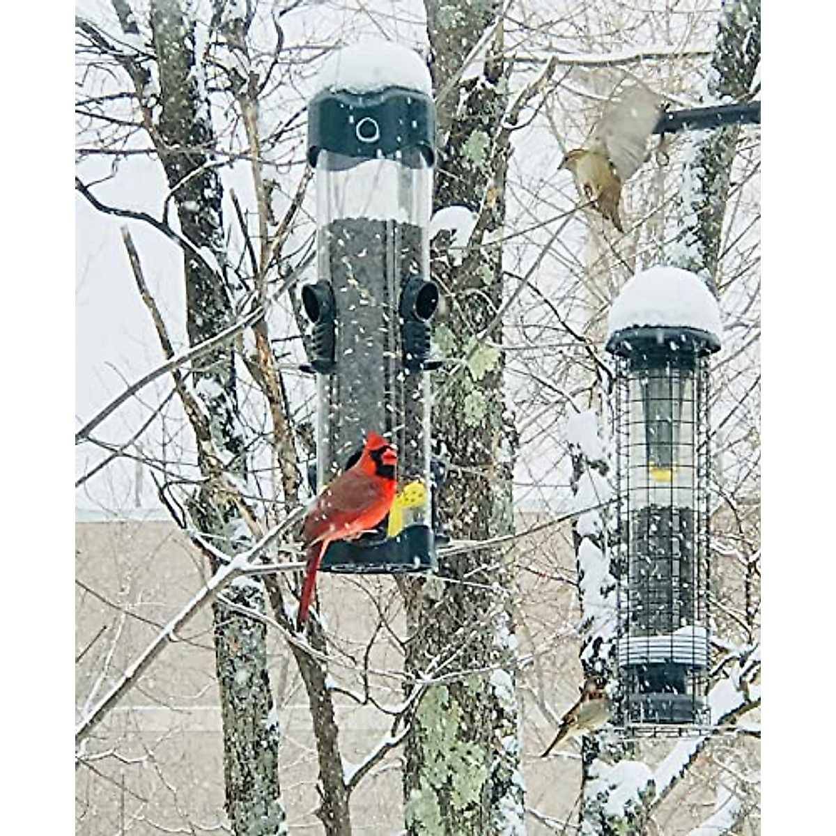 Brome Mega 600 Metal Tube Feeder w/6 Seed Ports, 4 lbs seed capacity