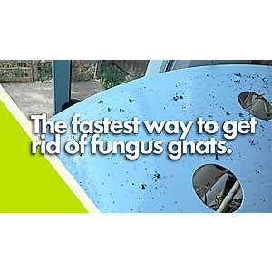 Sticky Lid 12" Sticky Trap - Fungus Gnats - Covers Entire Pot - 4X Larger & More Rigid - Weatherproof - Reflects Light - Non Toxic - EPA Registered Establishment - 10 Pack