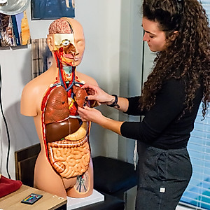 MonMed Human Torso Model – Life Size Human Body Model Anatomy Doll with Removable Organs 3D Human Organ Model