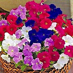 Dwarf Petunia Mix Flower Seeds Garden/Containers Hanging Baskets Window Box rasa1ca (2000+ Seeds)