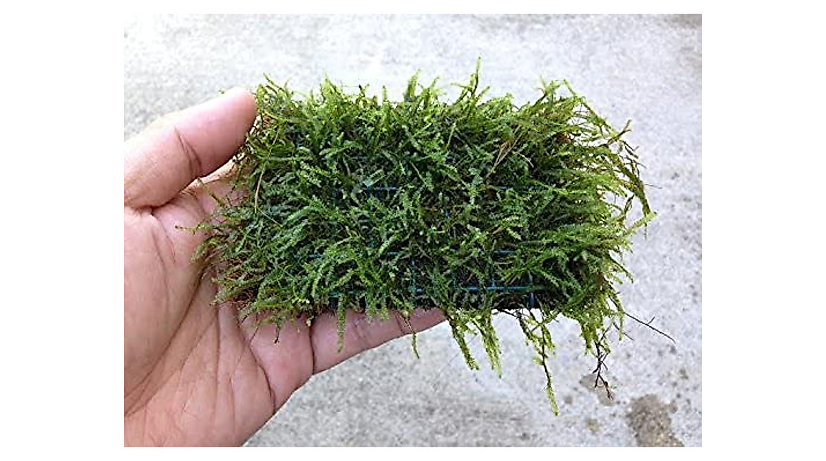 Java Moss Portion & Mat for Freshwater Aquariums