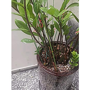 Cyauatt 328 Feet Diameter 0.06"/1.5mm Plant Twist Tie with Plastic Coated, Multipurpose Green Gardening Metal Wire,Garden Plant Training Wire Suitable for Gardening ,Home and Office