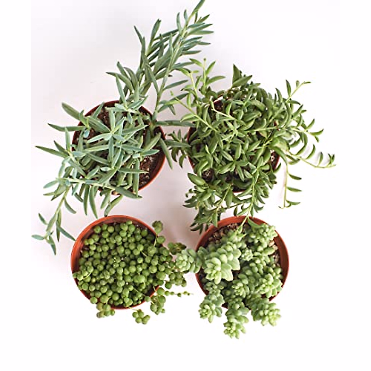 Shop Succulents | Hanging Collection | 4 Pack of Unique Trailing, Fully Rooted Live Indoor/Outdoor House Plants, 4-Inch