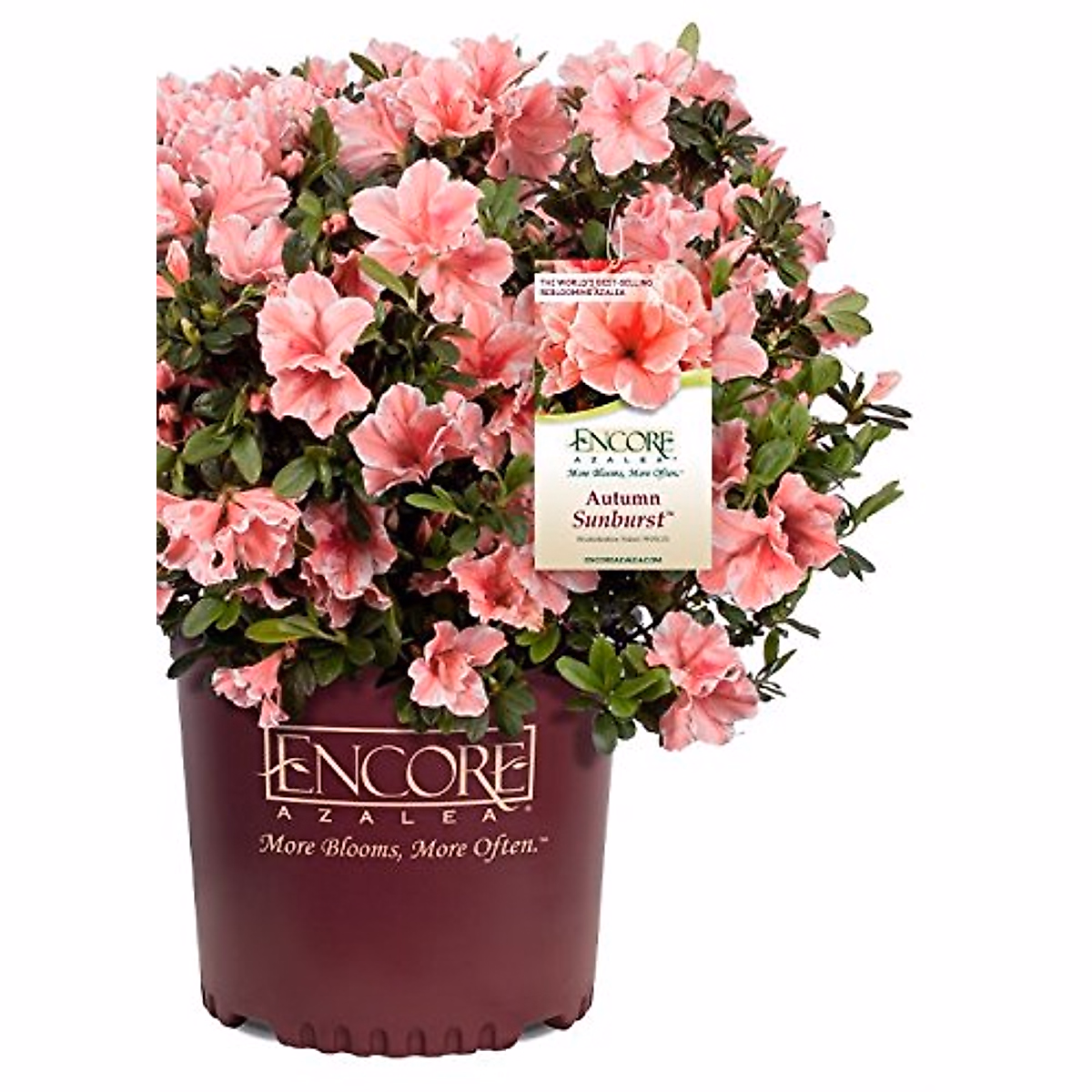 Encore Azalea Autumn Sunburst (3 Gallon) Coral Pink and White Flowering Plants - Full Sun Live Outdoor Plant Evergreen Rhododendron