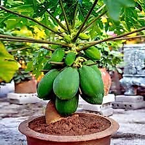25+ Waimanalo Dwarf Papaya Fruit Seeds for Planting - Very Fresh, Rare, Organic, Tropical Seeds for Home Gardeners - High Yielding, Fast-Maturing and Sweet Flavor - Compact Size for Small Spaces