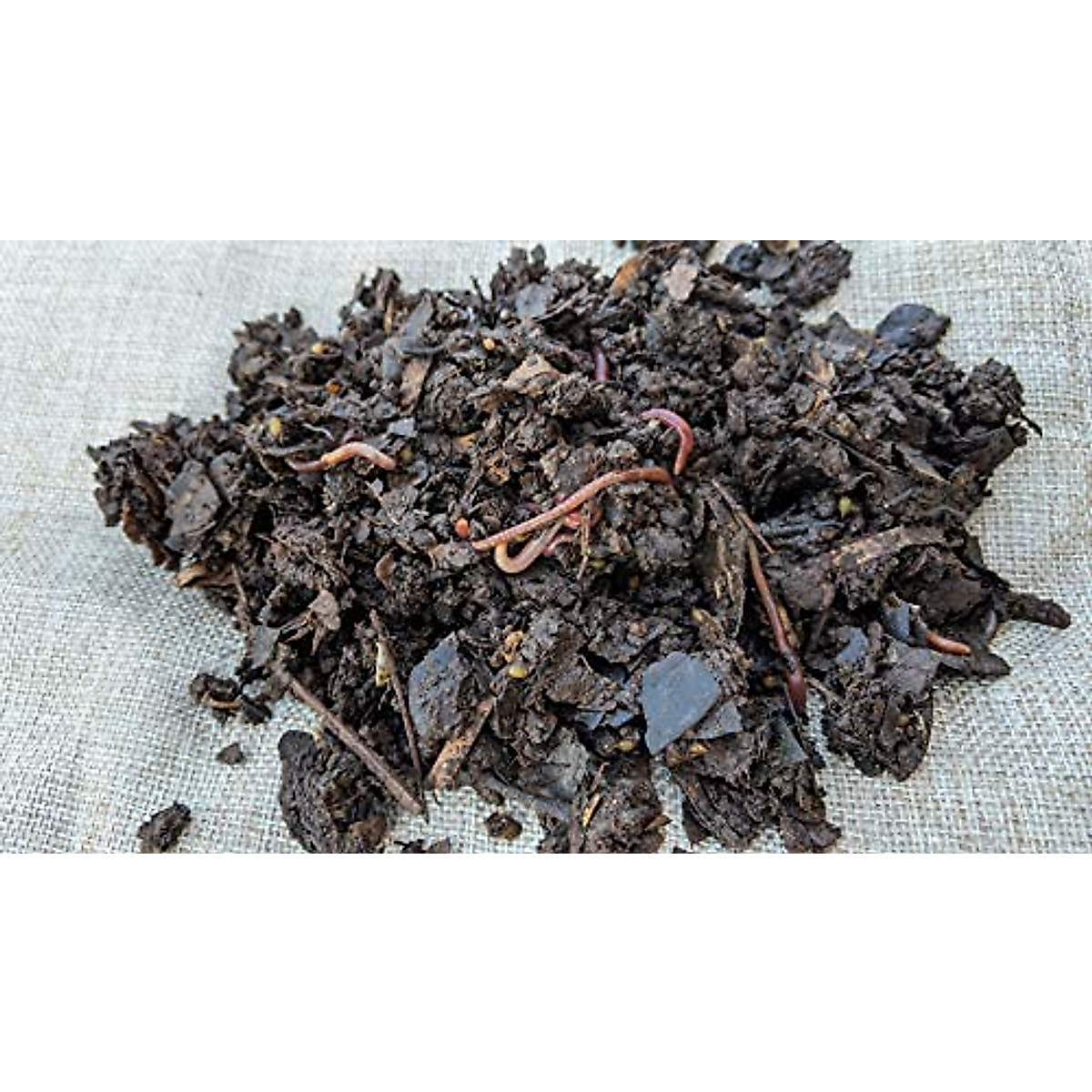 BROTHERS WORM FARM - 100 Live Red Wiggler Composting Worm Mix. Worms for Composting and Creating Worm Castings at Home. Ideal for Worm Composters, Gardens, and Worm Bins.
