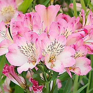 Pink Alstroemeria Seeds Peruvian Lily Perennial Attracts Butterflies Cut Flowers Deer Resistant Cutting Garden Borders Containers Outdoor 10Pcs Flower Seeds by YEGAOL Garden