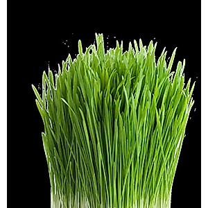 Nature Jims Sprouts Wheatgrass Seeds - 100% Organic Wheat Grass Seed for Sprouting - Cat Grass Planter Seeds, Rich in Vitamins, Fiber and Minerals - Non-GMO, Healthy Wheatgrass Sprout Growing Seed