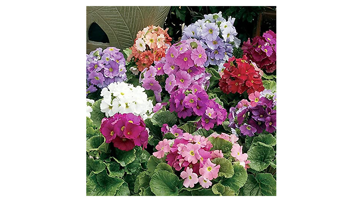 Vibrant Primula Seeds for Gardens & Indoors | YEGAOL Garden 50Pcs