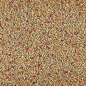 Kaytee Oat Groats Treat Jar- All Pet Birds 11 oz