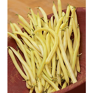 Burpee Golden Wax Organic Bush Bean Seeds 1 ounces of seed