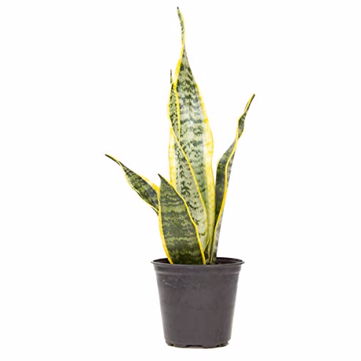 Live Snake Plant, Sansevieria trifasciata Laurentii, Fully Rooted Indoor House Plant in Pot, Mother in Law Tongue Sansevieria Plant, Potted Succulent Plants, Sansevieria laurentii by Plants for Pets