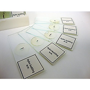 Prepared Slide, Hydra Budding, Classpack of 15 Sides