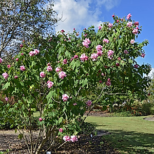 CHUXAY GARDEN Pink Confederate Rose Seed 25 Seeds Mutabilis Deciduous Shrub Lovely Pink Flowering Plant Wonderful Choice for Garden
