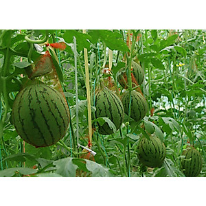 100 PCS Reusable Produce Drawstring Mesh Bag. Perfect 16 Inches Net Bag for Storage Fruits、 Vegetables、 Seafood and Other Agricultural Products. Upgrade to Eco Friendly Plastic Material .