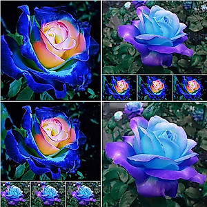 100PCS Mixed Color Rose Seeds for Garden Planting-12 Varieties of Rose Seeds|Non-GMO Heirloom|90% Germination Rate|Open Pollinated Seeds|Wonderful Gardening Gifts