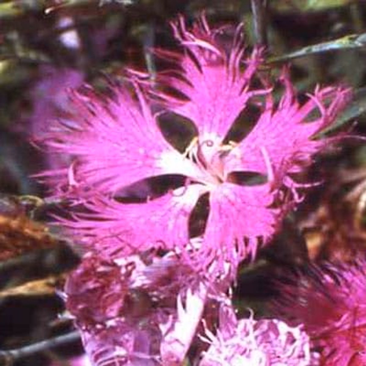 Outsidepride 5000 Seeds Perennial Dianthus Superbus Rose Superb Pink Flower Seeds for Planting