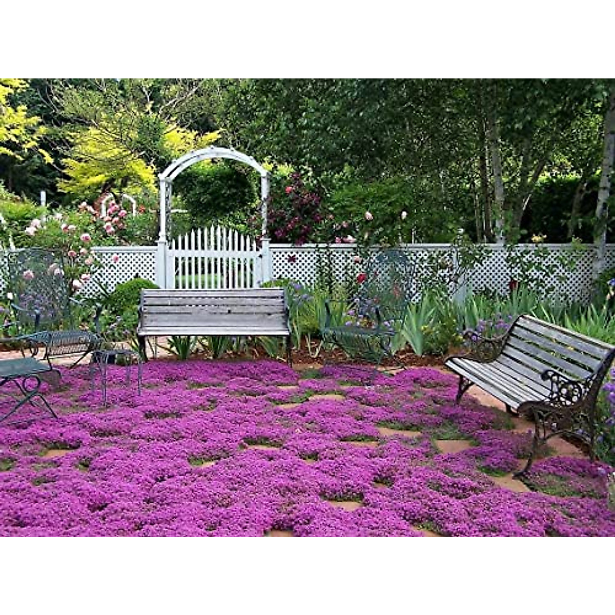 3000+ Mix Creeping Thyme Seeds for Planting, Thymus Serpyllum Heirloom, Ground Cover Plants Easy to Plant and Grow, Blue, Purple, White, Red, Green, Yellow Flowers