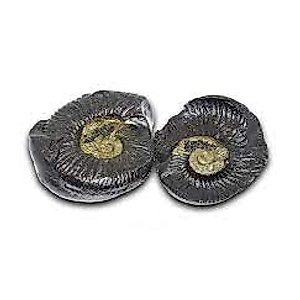 Shaligram Laxmi Narayan Saligram Vasudev Shaligram Pooja Item Diwali Item Dhanteras Vishnu Shaligram from Gandaki River Nepal (Black)