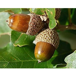 White Oak Tree Seeds for Planting | 5 Big Healthy Seeds | White Oak is Prized for Attractive Look and Wood