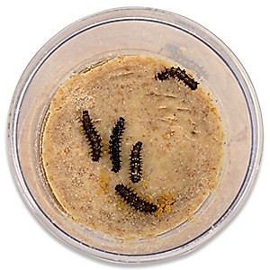 Nature Gift Store 5 Live Caterpillars Shipped Now- Butterfly Kit Refill ONLY