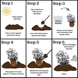 2 Gallon Proven Winners Blue Chiffon Hibiscus