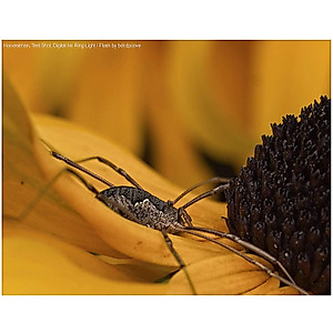 Canon Rebel T5 Dual Macro LED Ring Light/Flash (Applicable for All Canon Lenses)