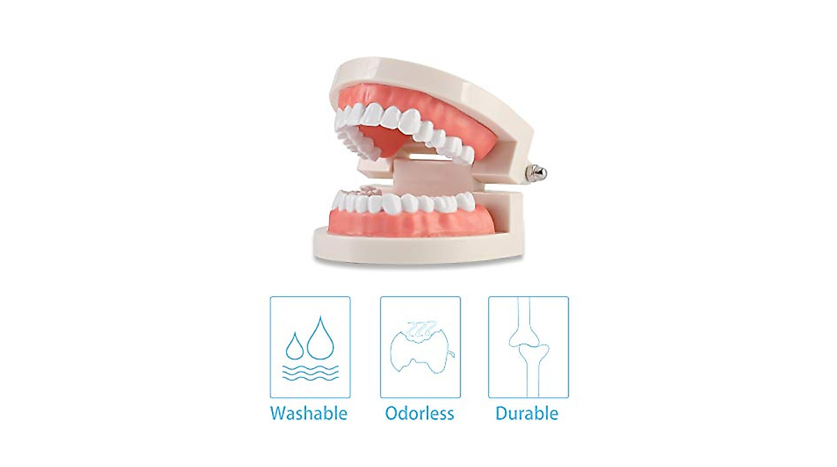 Dental Adult Standard Teeth Model for Education and Demonstrations