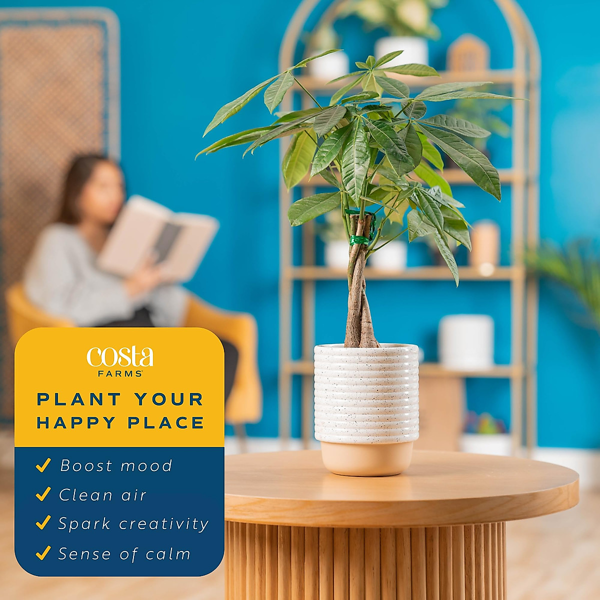 Costa Farms Money Tree, Easy Care Live Indoor Plant In Premium Ceramic Planter, Unique Gift for Birthdays, Prosperity, Good Luck, Excellent Room Décor And Dorm Decor, 16-Inches Tall