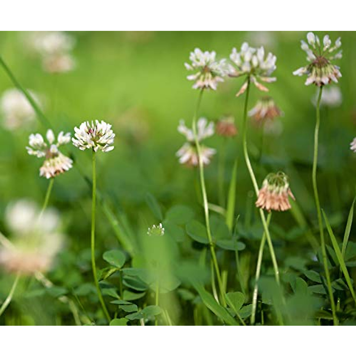 Outsidepride Clover King Deer & Wildlife Food Plot Seed - 5 LBS