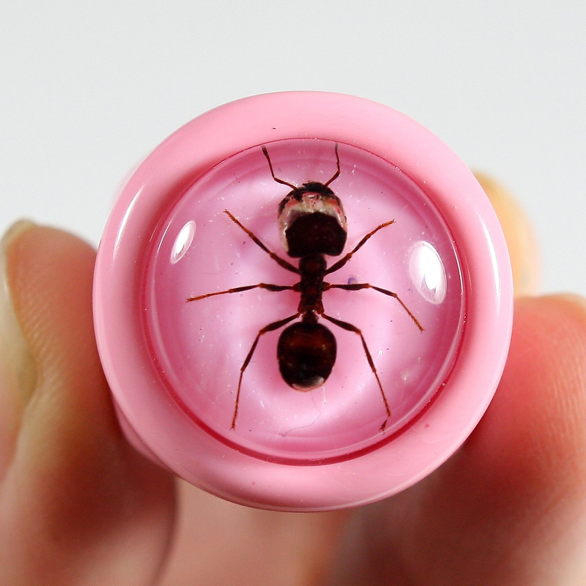 REALBUG Ant Pink Ring Size 6