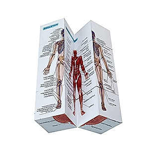 Aliwovo Venipuncture Practice kit Human Anatomy Study Cube