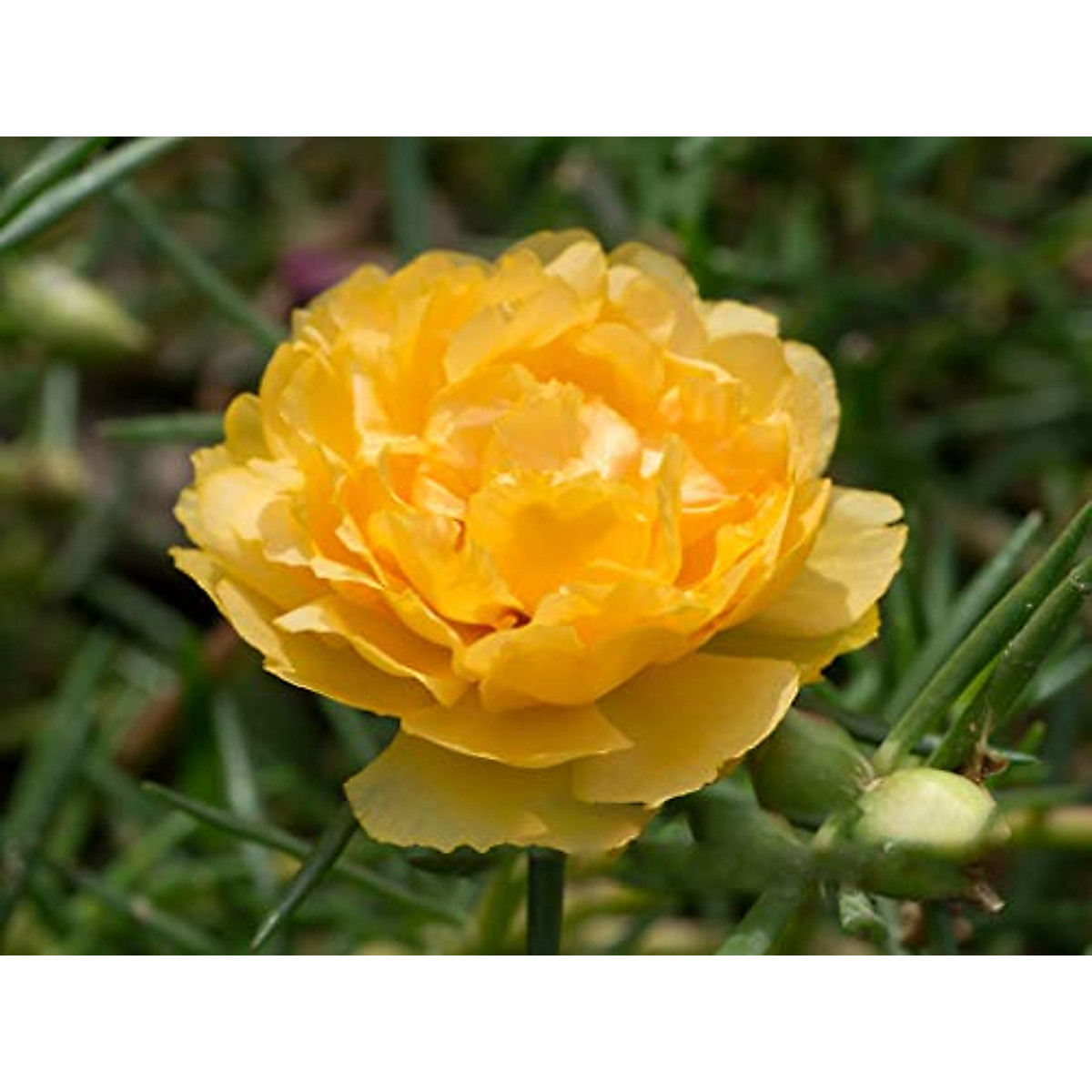 hua xian zi,Moss Rose (Portulaca Grandiflora) Mixed Colors 10000+ Fresh Seeds