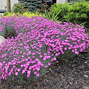 QAUZUY GARDEN 100 Seeds Pink Dianthus Cheddar Pinks Carnation Sweet William Seeds Perennial Flower Heirloom Ground Cover Easy to Grow