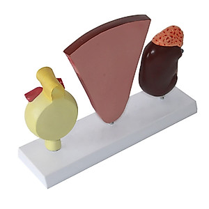 Human Anatomy Kidney Model, glomerular Model Anatomical Biology Learning Set, Urinary System Anatomy Ornaments, Used in School Hospital Teaching Display Laboratory