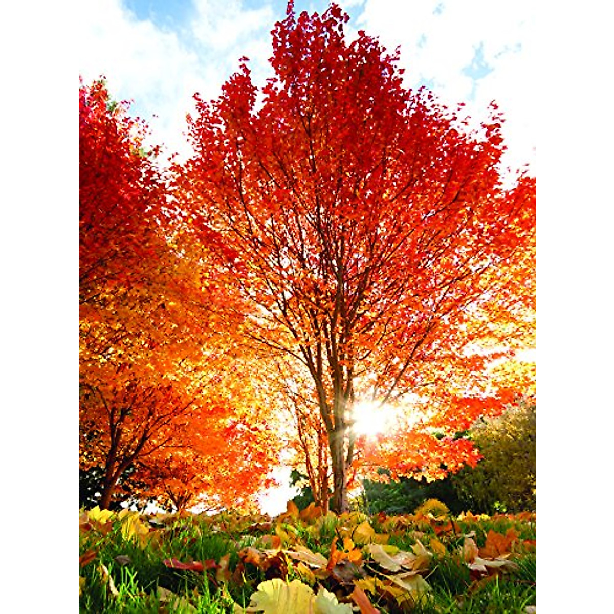 Note Card Cafe Christmas Card Assortment with White Envelopes | 36 Pack | Turning of the Seasons | Blank Inside, Glossy Finish | Set for Holidays, Winter, Gifts, Presents, Secret Santa, Work Parties