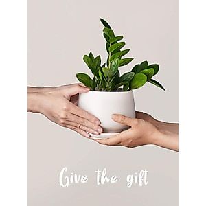 LE TAUCI Ceramic Plant Pots, 4.1+5.1+6.5 inch, Set of 3, Planters with Drainage Hole and Saucer, Indoor Flower Pot with Hole Mesh Pad, Gifts for Mom, White