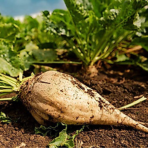 Sugar Beets, 100+ Heriloom Seeds Per Packet, (Isla's Garden Seeds), Non GMO Seeds, Botanical Name: Beta vulgaris subsp. vulgaris convar. vulgaris VAR. altissima