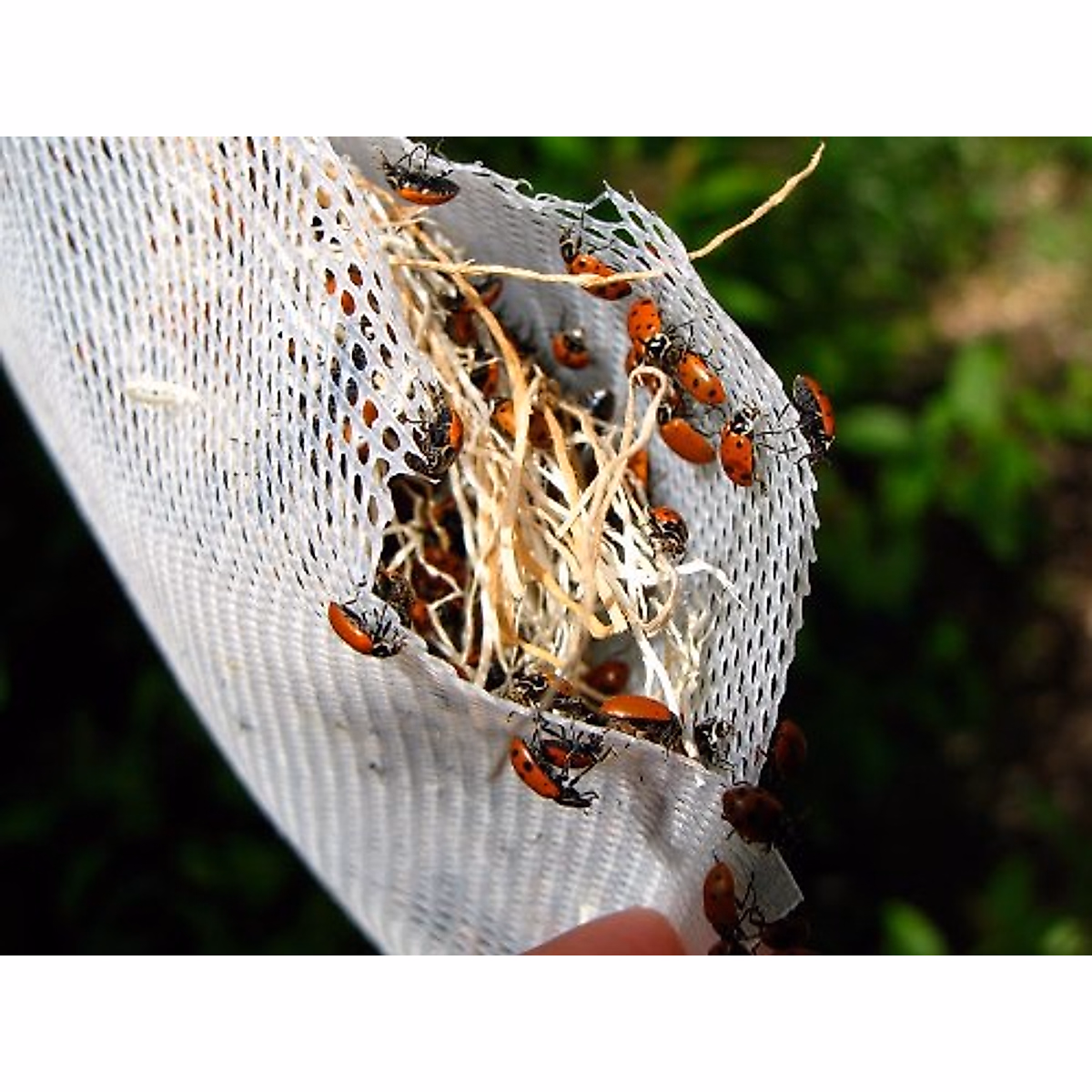 Praying Mantis Egg Case with Hatching Habitat Cup - 2 Praying Mantids Egg Cases & 1,500 Live Ladybugs