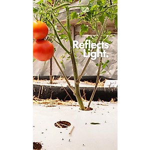 Sticky Lid 12" Sticky Trap - Fungus Gnats - Covers Entire Pot - 4X Larger & More Rigid - Weatherproof - Reflects Light - Non Toxic - EPA Registered Establishment - 10 Pack