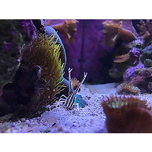 Seachem Hypersorb 100ml