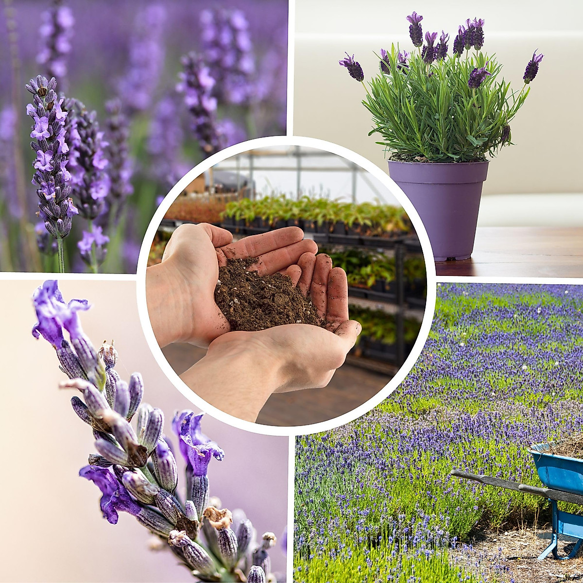 Lavender Potting Soil Mix (4 Quarts), Indoor/Outdoor Container Gardening Blend for Lavender Herb Plants