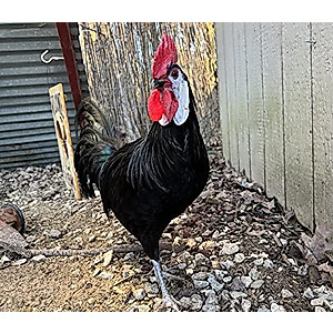 White Face Black Spanish Fertile Chicken Hatching Eggs, Fertile Eggs