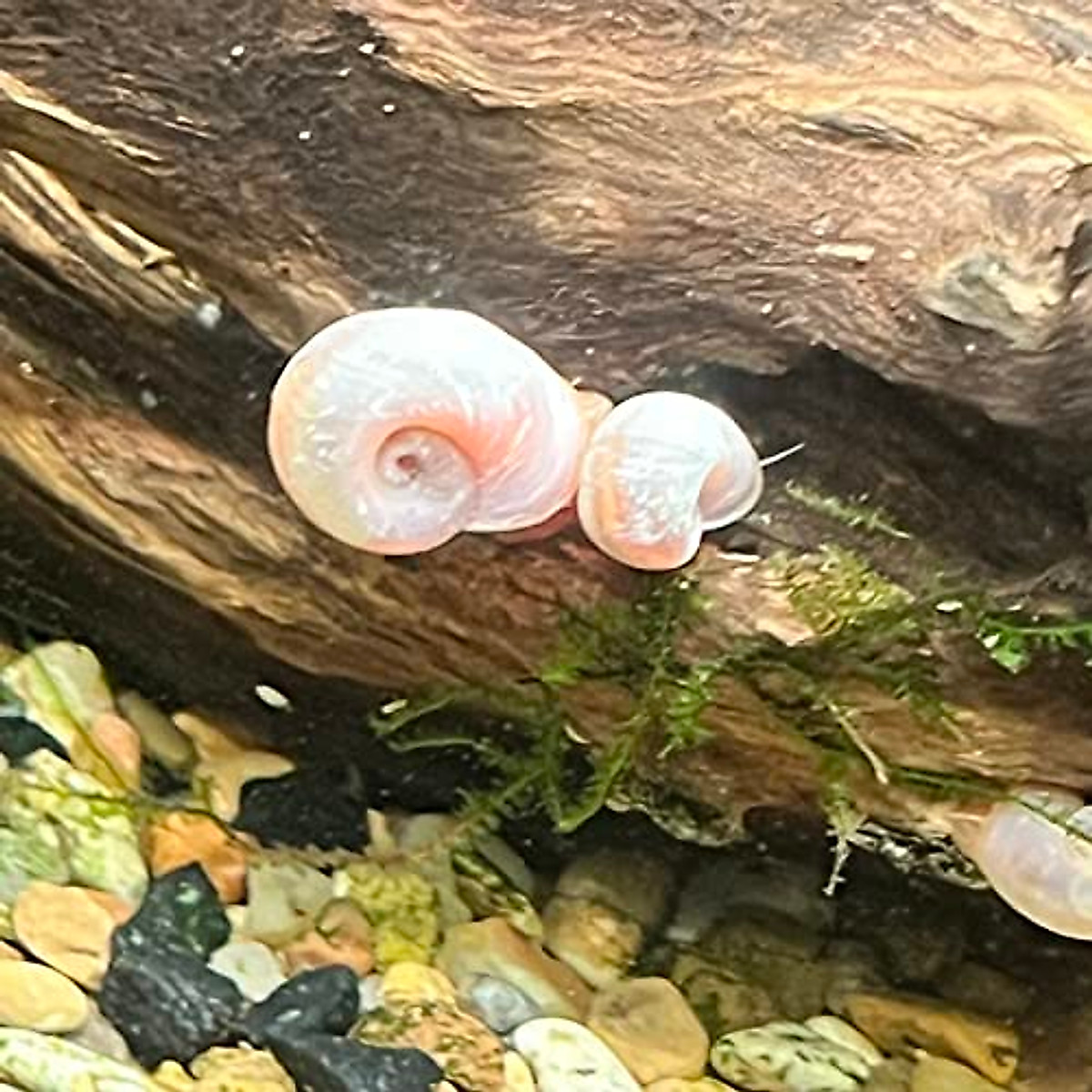 10 Live Ramshorn Snails by Dylfinds for Freshwater Aquarium/Pond Colony Start Clean-up Crew Planorbella Duryi (Bubblegum Pink)