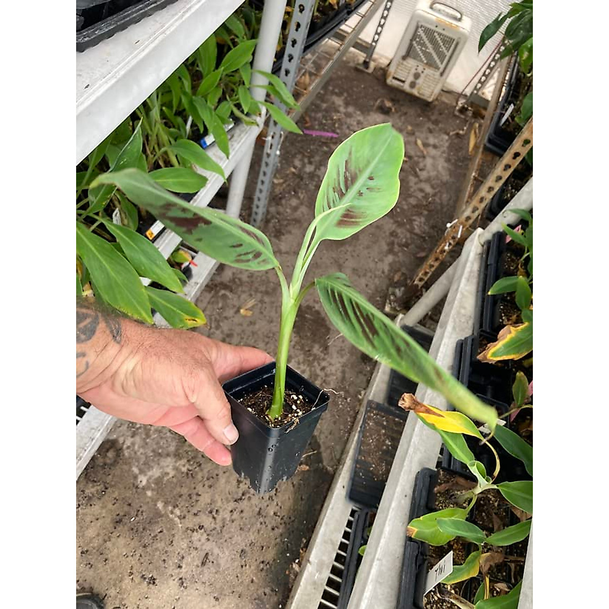 Dwarf Red Banana - Edible Red Banana - Sumatrana “X” Cross Banana