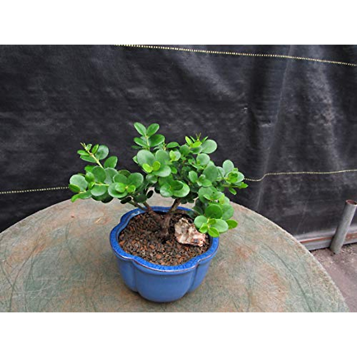 Natal Plum Bonsai Tree