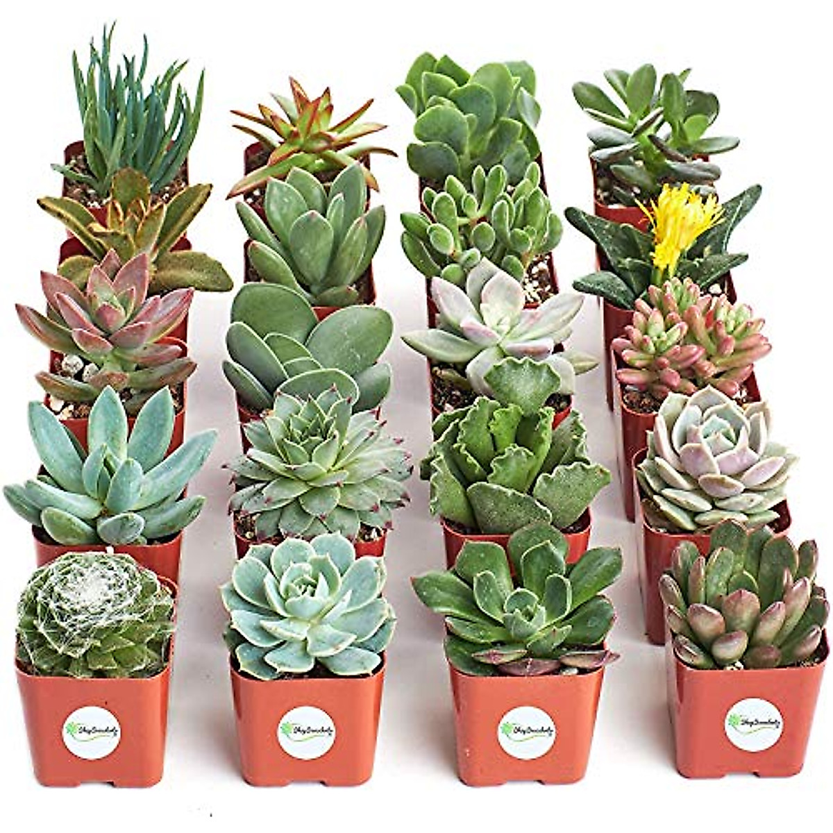 Shop Succulents | Unique Collection of Live Succulent Plants, Hand Selected Variety Pack of Mini Succulents | Collection of 20