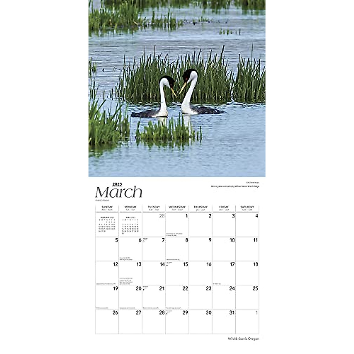 Oregon Wild & Scenic | 2023 12 x 24 Inch Monthly Square Wall Calendar | BrownTrout | USA United States of America Pacific West State Nature